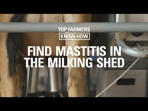 MASTITIS SERIES: FIND MASTITIS IN THE MILKING SHED