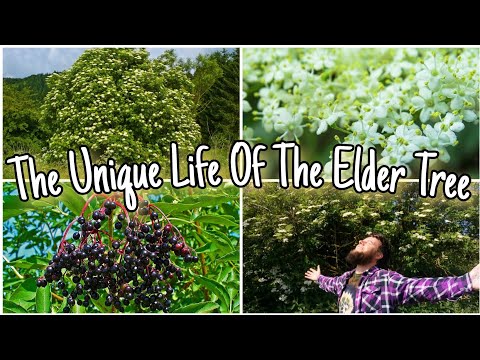 The Elder Tree - Food, Medicine & Mythology🌳Wild Edible Foraging & Identification