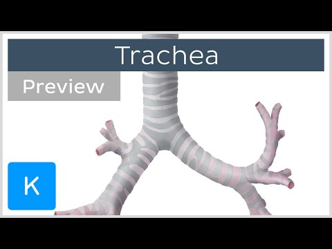 Trachea location and structure (preview) - Human Anatomy | Kenhub