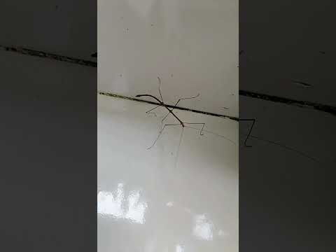WALKING STICK 🍃🍃🍃 PHASMIDS || #SHORTS #trending #viral