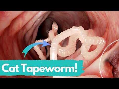 Cat TAPEWORM! Veterinary Video in the pet hospital