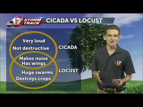 Insider Blog: Differences in cicadas and locusts