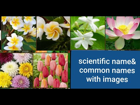 Scientific names and common names with images