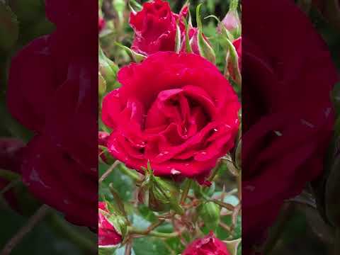 Red Rose Flowers #rose #flowers #flower #nature #tea #naturevideo #naturelovers #herbal