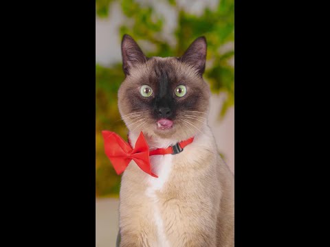 🐱✂️Toller Katzen-DIY-Trick! Ein Spielzeug mit Getränk und Süßigkeiten! #DIY #miausome #Bastelei