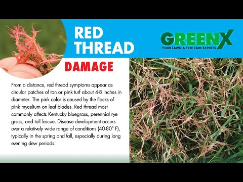 GreenX Lawn Care Explains Red Thread Disease And How It Can Damage Your Lawn