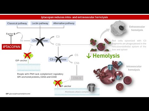 The Science Behind Iptacopan: How It Works in Paroxysmal Nocturnal Hemoglobinuria │ PHARMACOLOGY