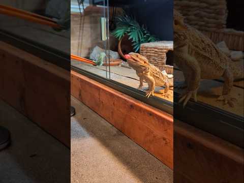 Beardie goes crazy for bugs #beardeddragon #lizard #reptiles #petlizard #petreptile