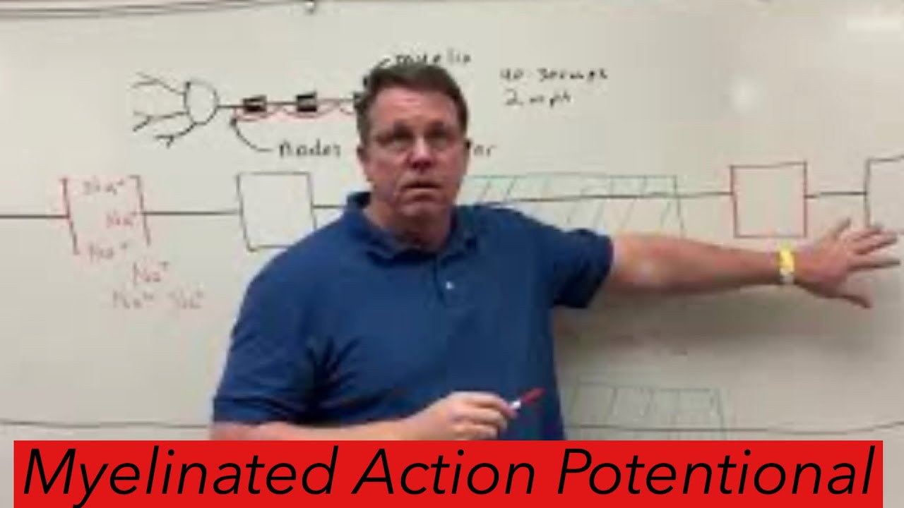 Myelinated Axon Potential