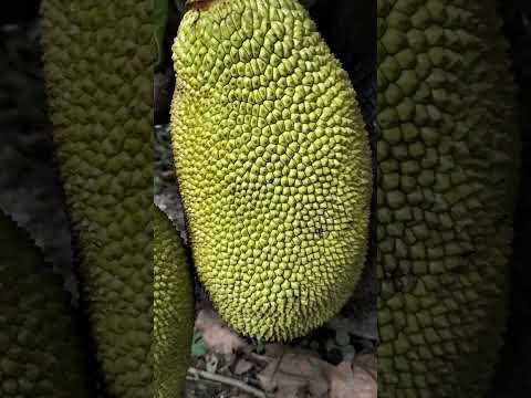 POKOK Nangka Madu J33 berbuah