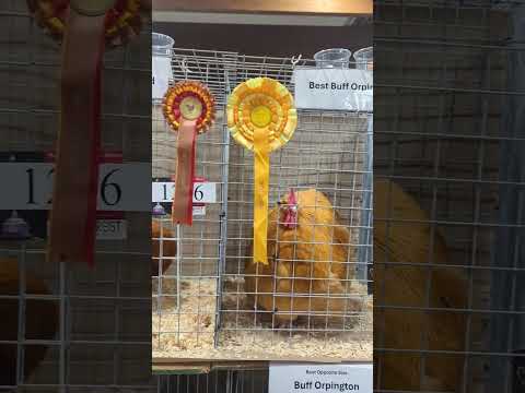 Class winners at the national poultry show ( chickens)