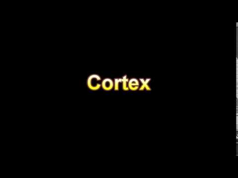What Is The Definition Of Cortex - Medical Dictionary Free Online