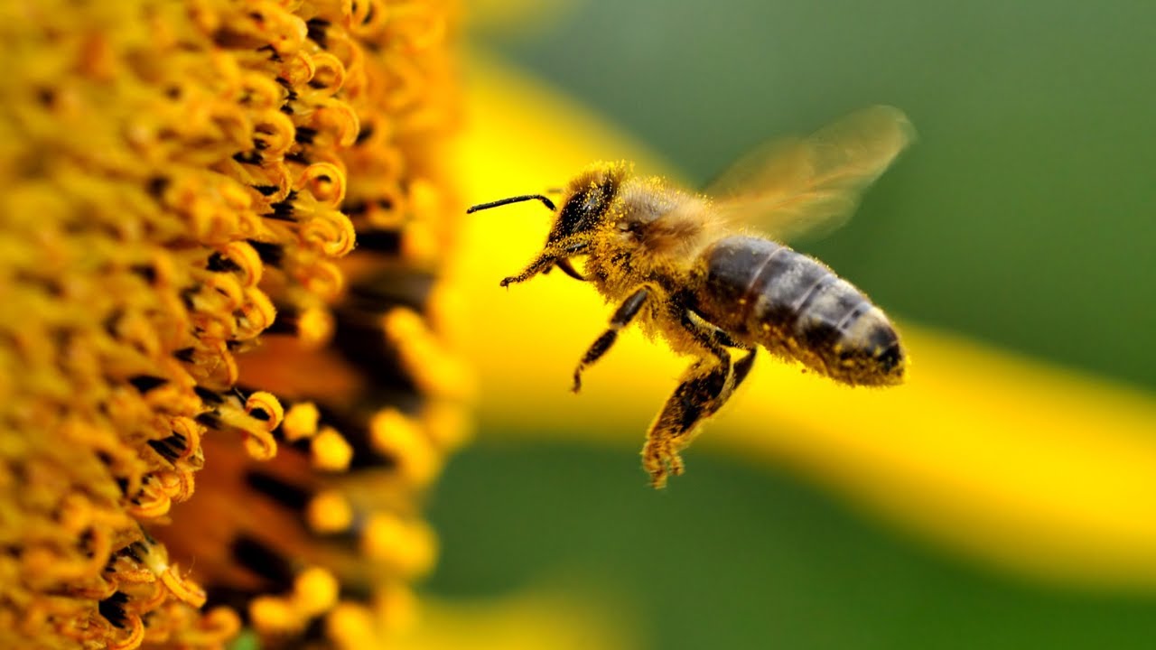 How to Identify Different Types of Honey Bees