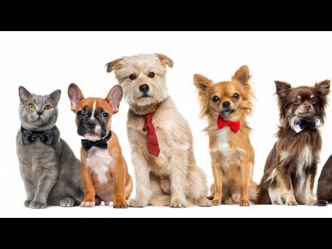 Dogfather Mobile Grooming Shelton Perfect 5 Star Review by Ariadna W.