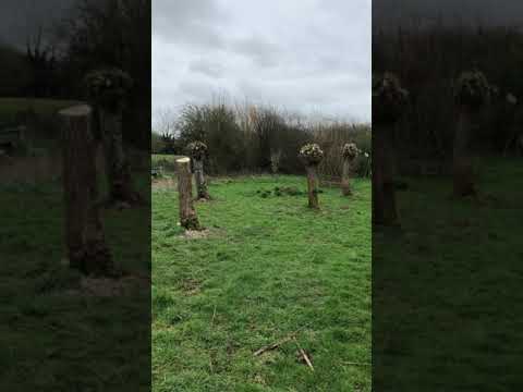 Why and how to pollard willow