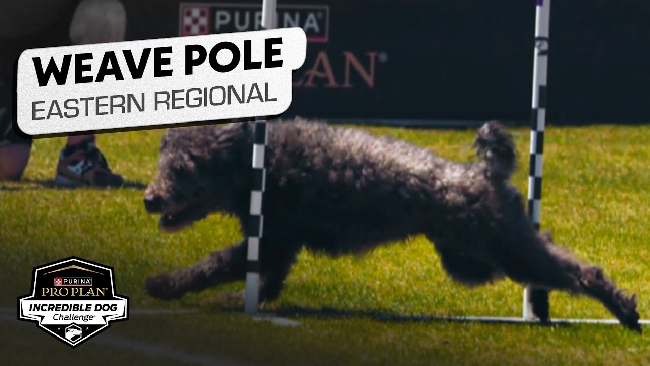 Incredible Dog Challenge 2025: Weave Pole Agility Competition Eastern Regional | NBC Sports