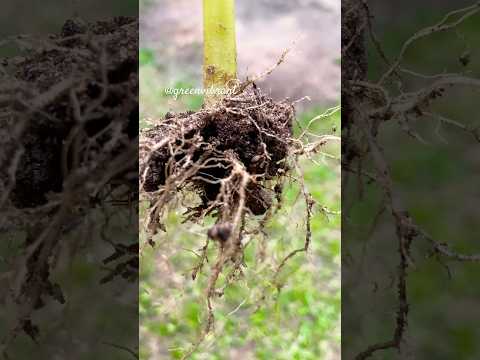 Roots are look like human nervous systemπ±ππ± #roots #nature #naturephotography #asmr #treeroots