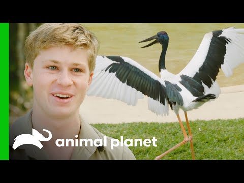 Douglas the Jabiru's Crocoseum Debut! | Crikey! It's the Irwins
