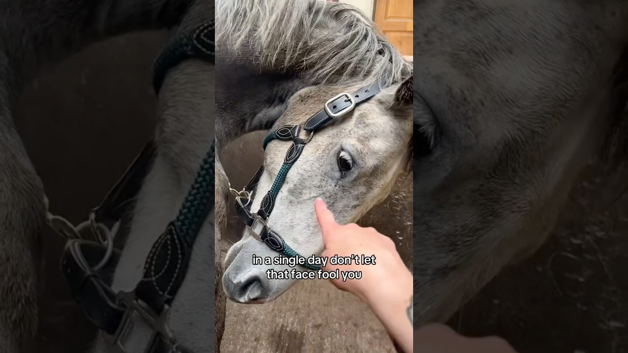 why not to own a grey horse🙌🏼 #horse #equestrian #pony #equine #horseriding #horsegirl #horses