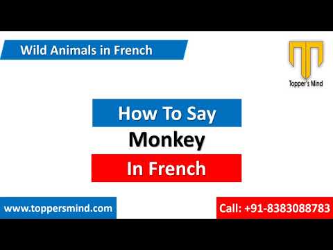 Monkey in French | Ape in French Language