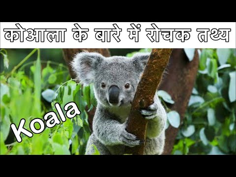 कोआला के बारे में 11 रोचक तथ्य || Interesting facts about koala in Hindi