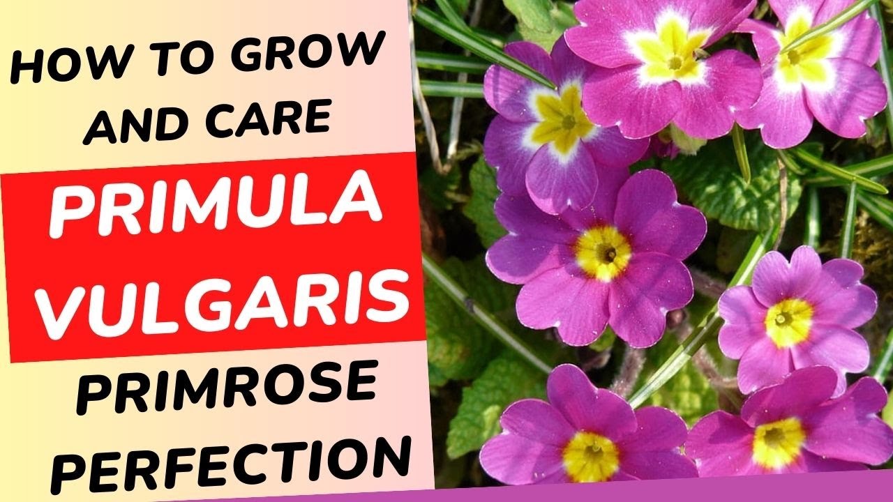 Primrose Perfection | How to Grow and Care for Primula Vulgaris