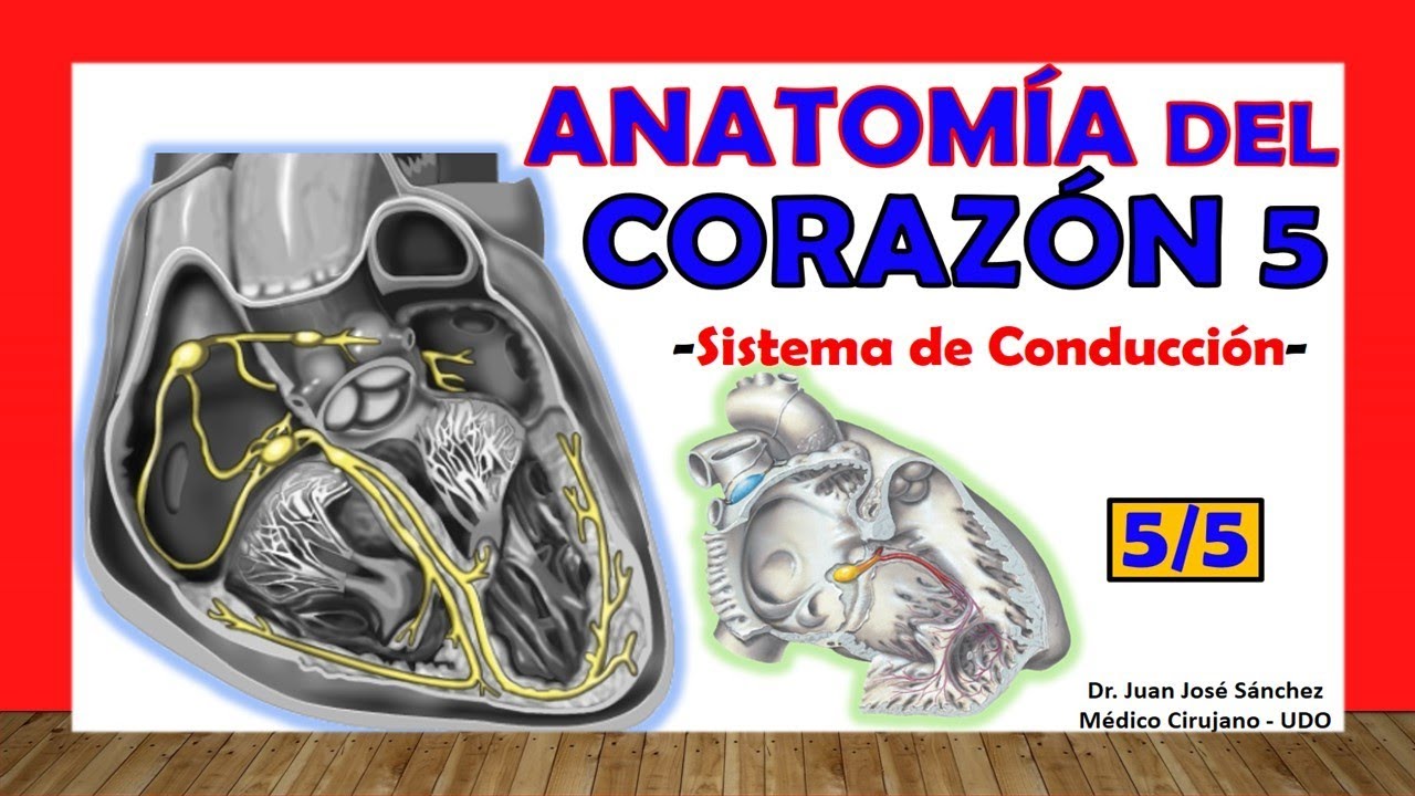 🥇 Anatomy of the HEART 5/5 - Cardiac Conduction System, Cardionector
