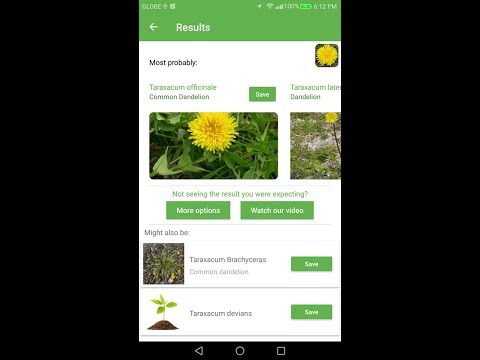 PlantSnap identifies a Common Dandelion (Taraxacum officinale)
