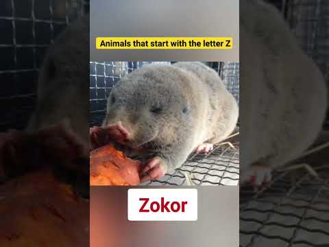 animals that start with the letter Z
