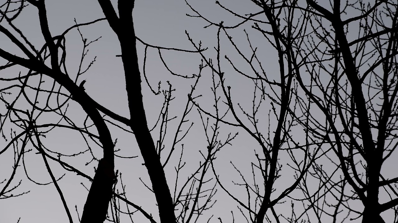 Tree Branches Silhouette Stock Video Footage 4K Free Download