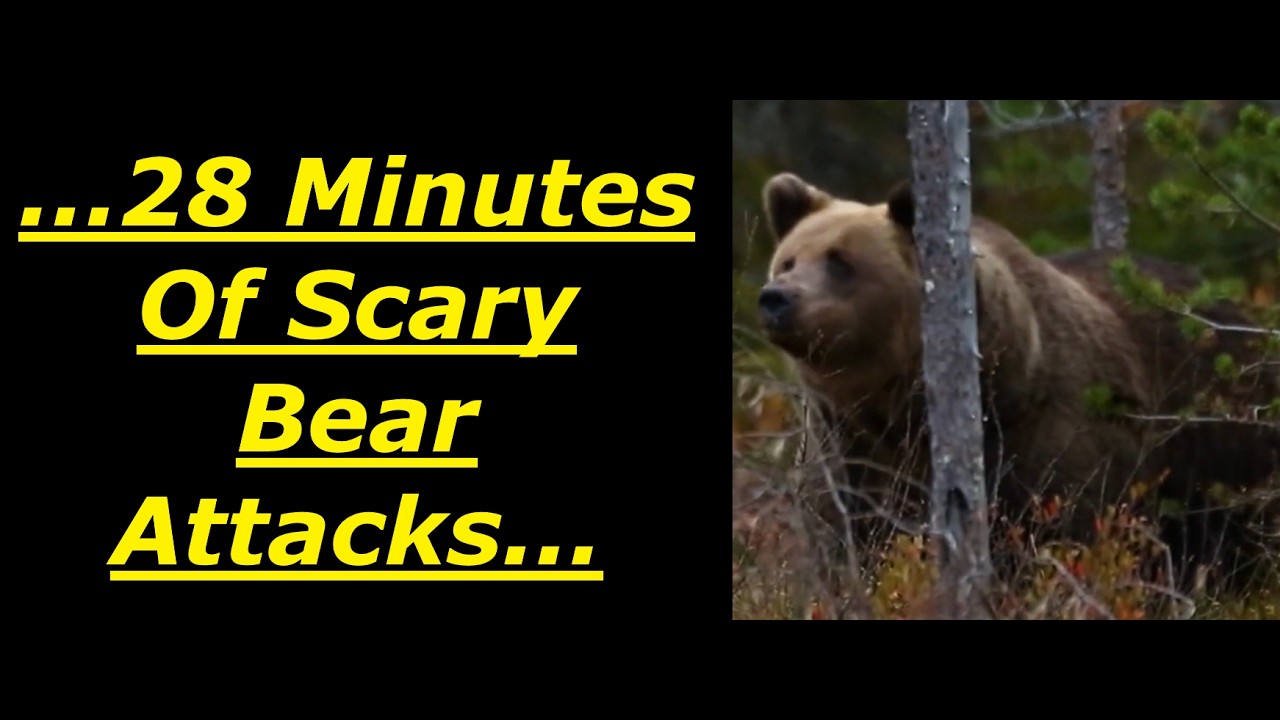 Scary Bear Attacks: Deep Dive Into Three Scary Bear Attacks