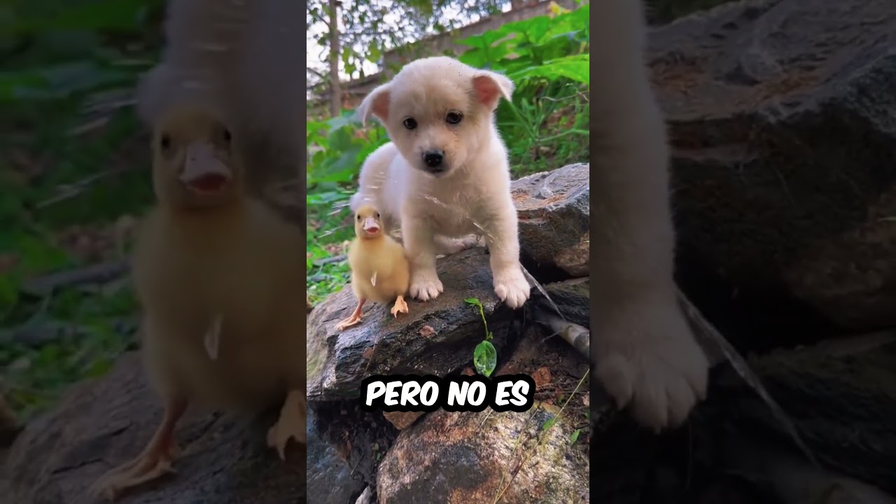 Este cachorro y patito son los MEJORES amigos del mundo