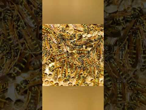 You Might have this Phobia 😱 Spheksophobia (fear of Wasps/Hornets)