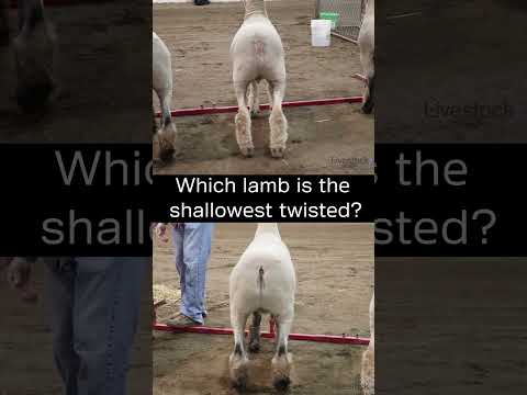 Livestock Judging - Market Lambs