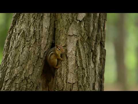 Chipmunk Alert Calls!