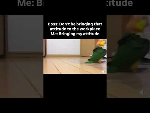 my attitude, your workplace, let's see which one wins , funny work meme