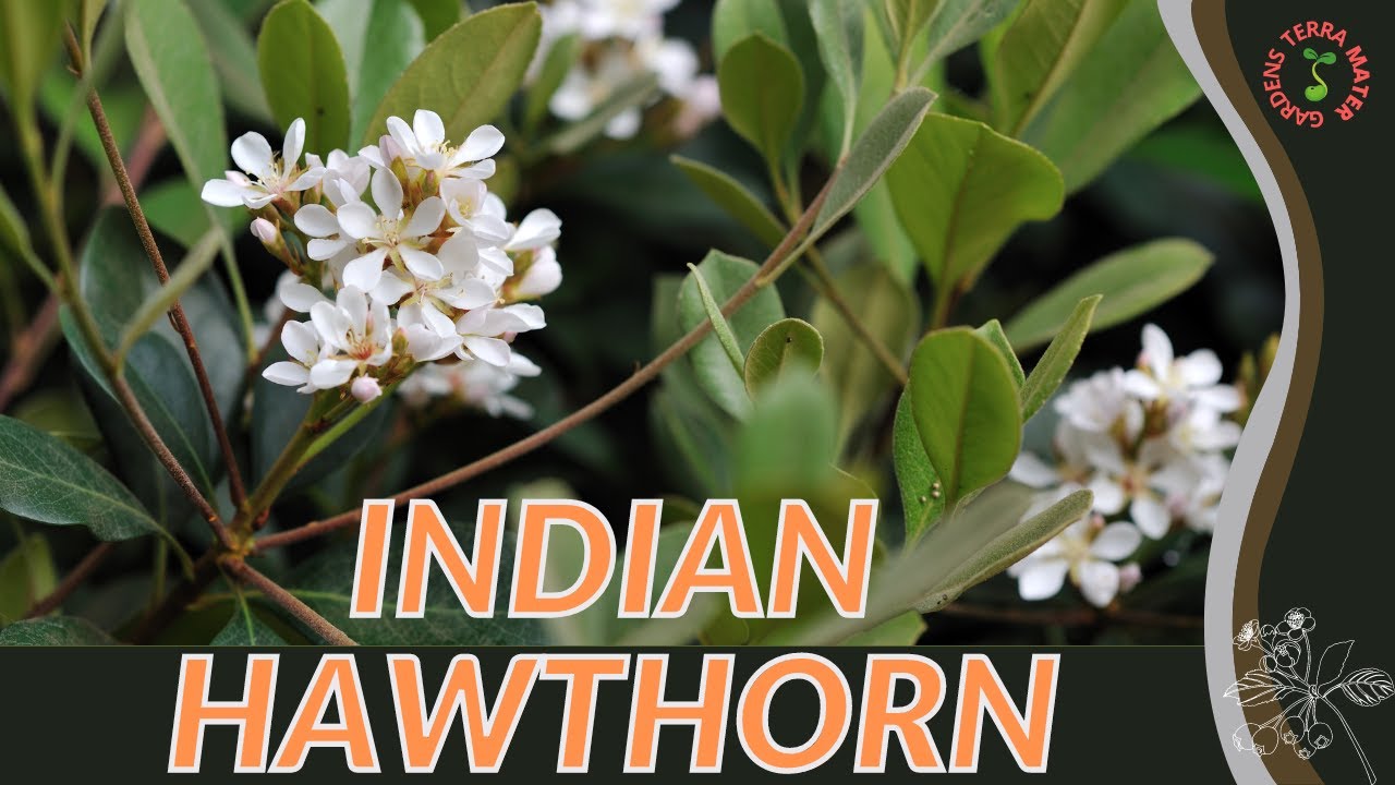 INDIAN HAWTHORN Information & Growing Tips! (Rhaphiolepis indica)