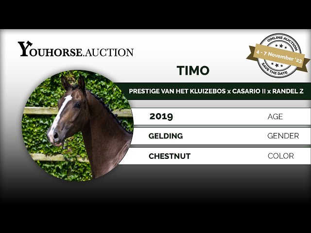 Youhorse.auction | Timo