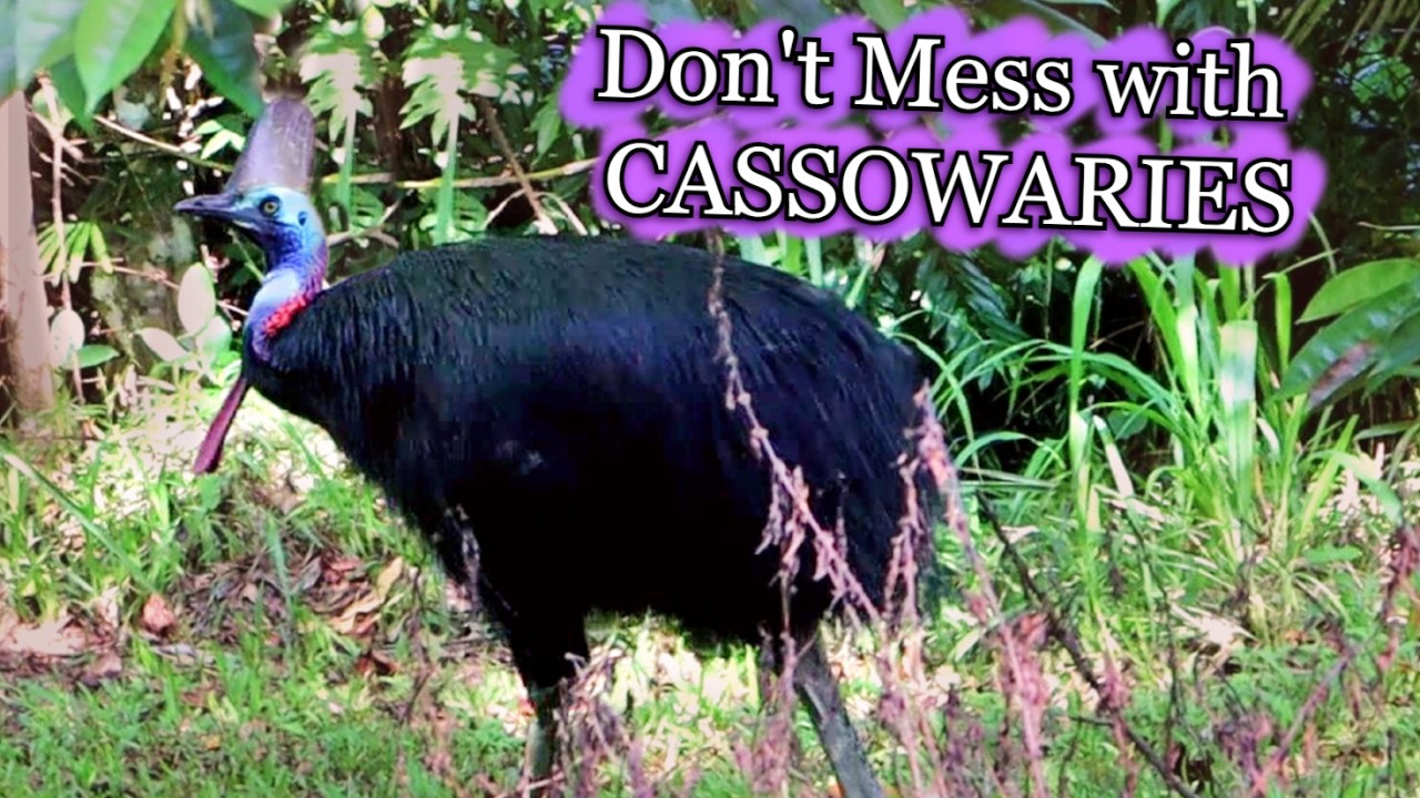 CASSOWARIES - Australia's Fruit Dispersing Dinosaur