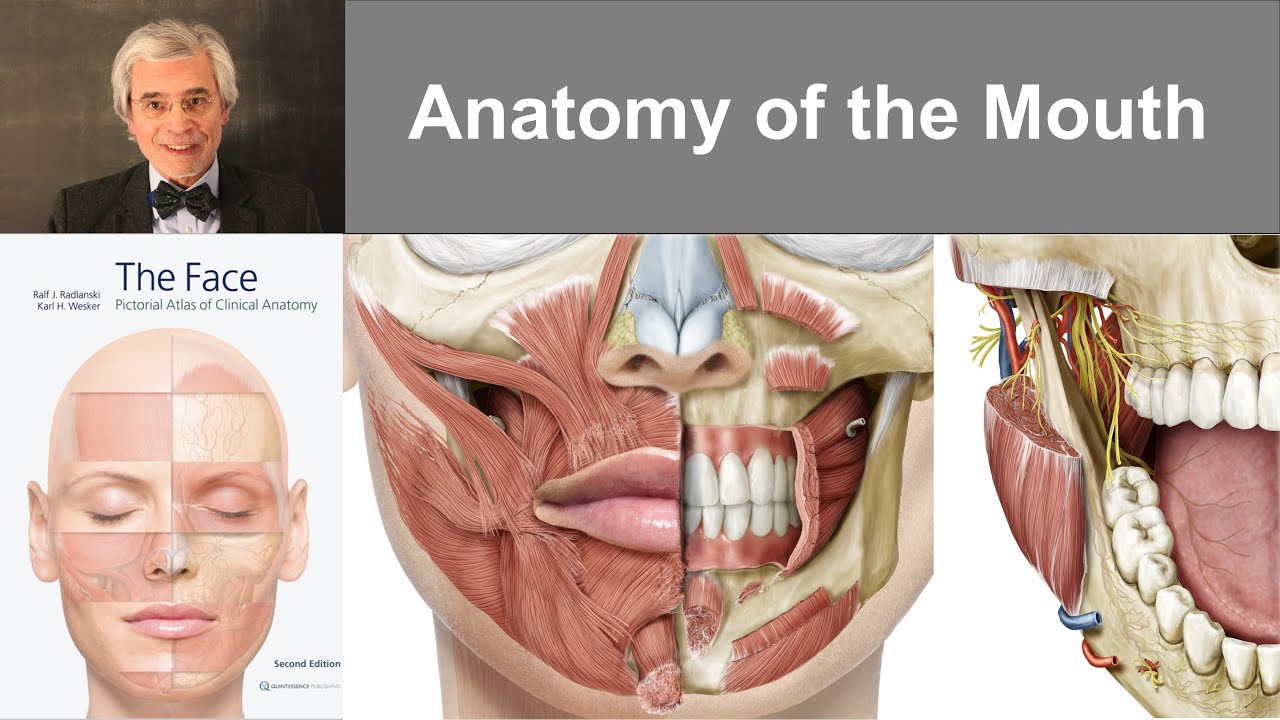 2 Anatomy of the Mouth