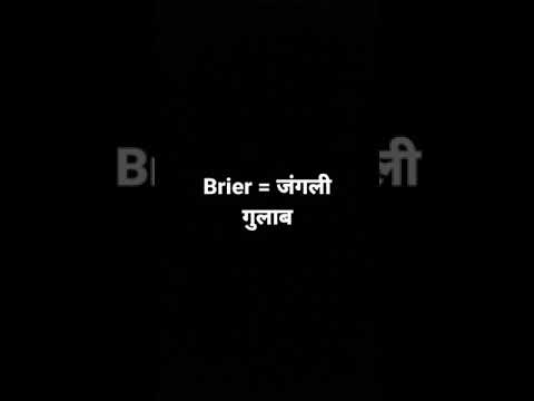 brier meaning in hindi and its parts of speech and its pronunciation