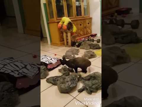 Kitty twerking!π