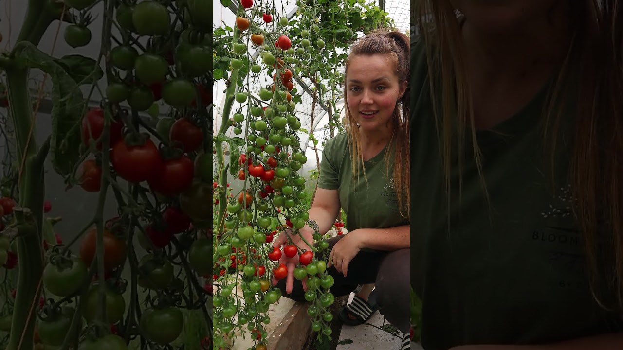 Gardener's Delight cherry tomato