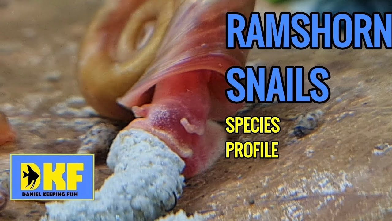 RAMSHORN SNAILS SPECIES PROFILE