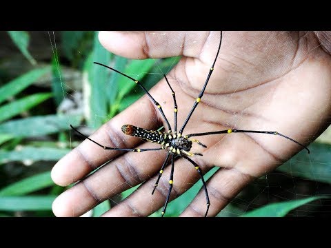 Top 13 Most TERRIFYING Spiders In The World!