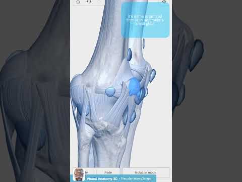 Visual Anatomy 3D : Patella