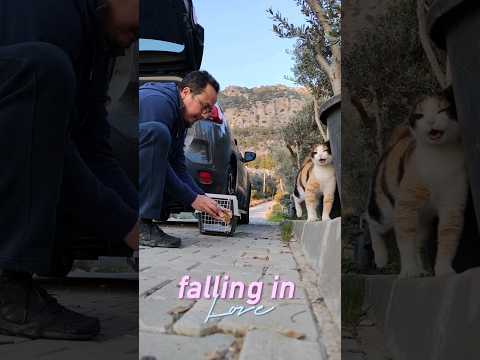 Sweet Calico cat started her new life #TNR