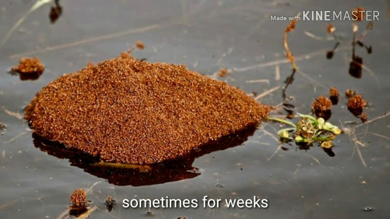 Factual Report Text - Ants