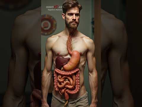 The Digestive System Exposed: Answers to a Man's Curiosity #anatomy