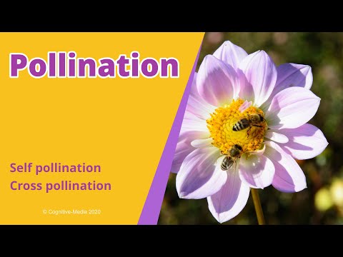 Pollination: Self pollination, Cross pollination, male and female parts of a flower